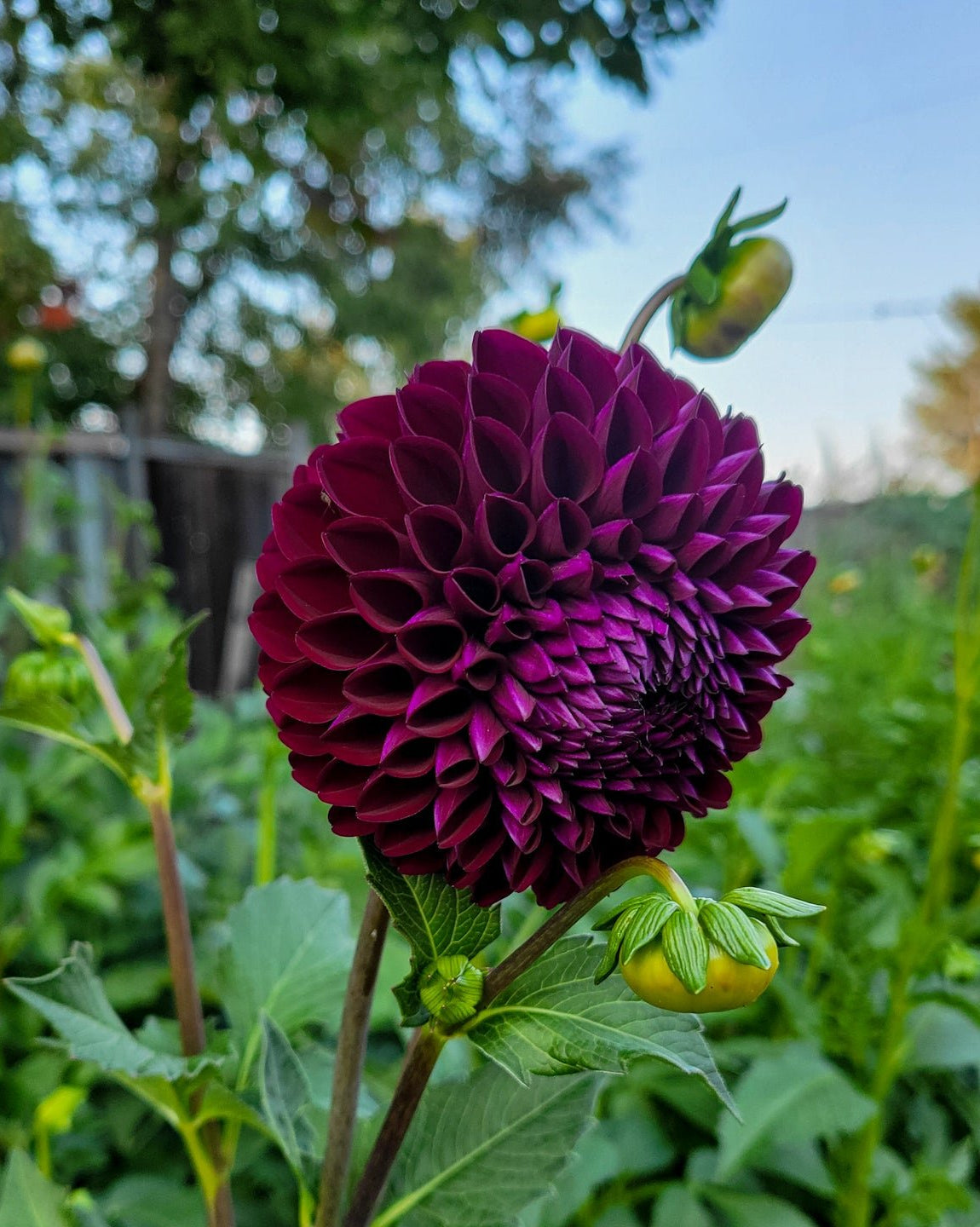 Lyn's Concord Dahlia Tubers Canada | re.Planted Flower Farm – re ...